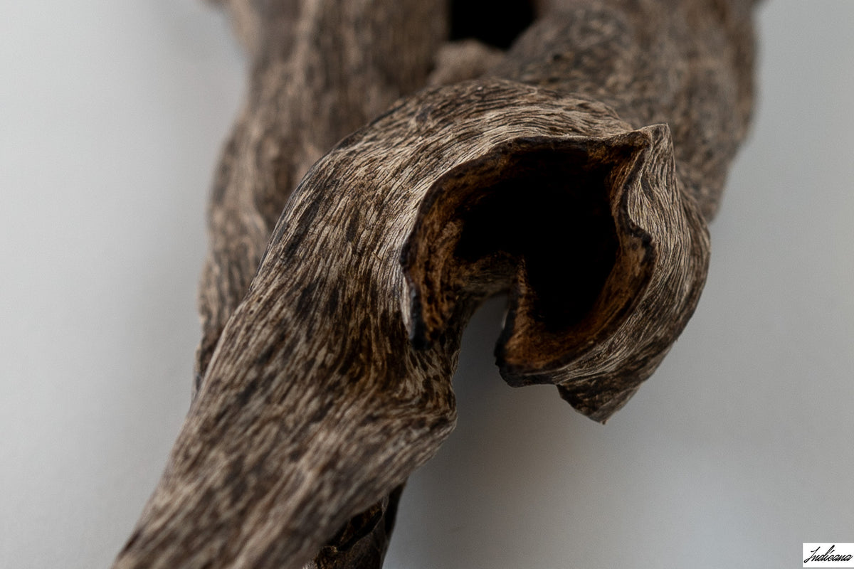 Oud Wood - Indicana Oud
