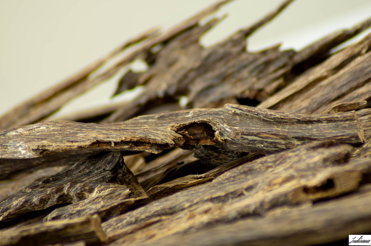 Pure Oud Oil and Wood from India | العود الهندي | Best Assam Oud